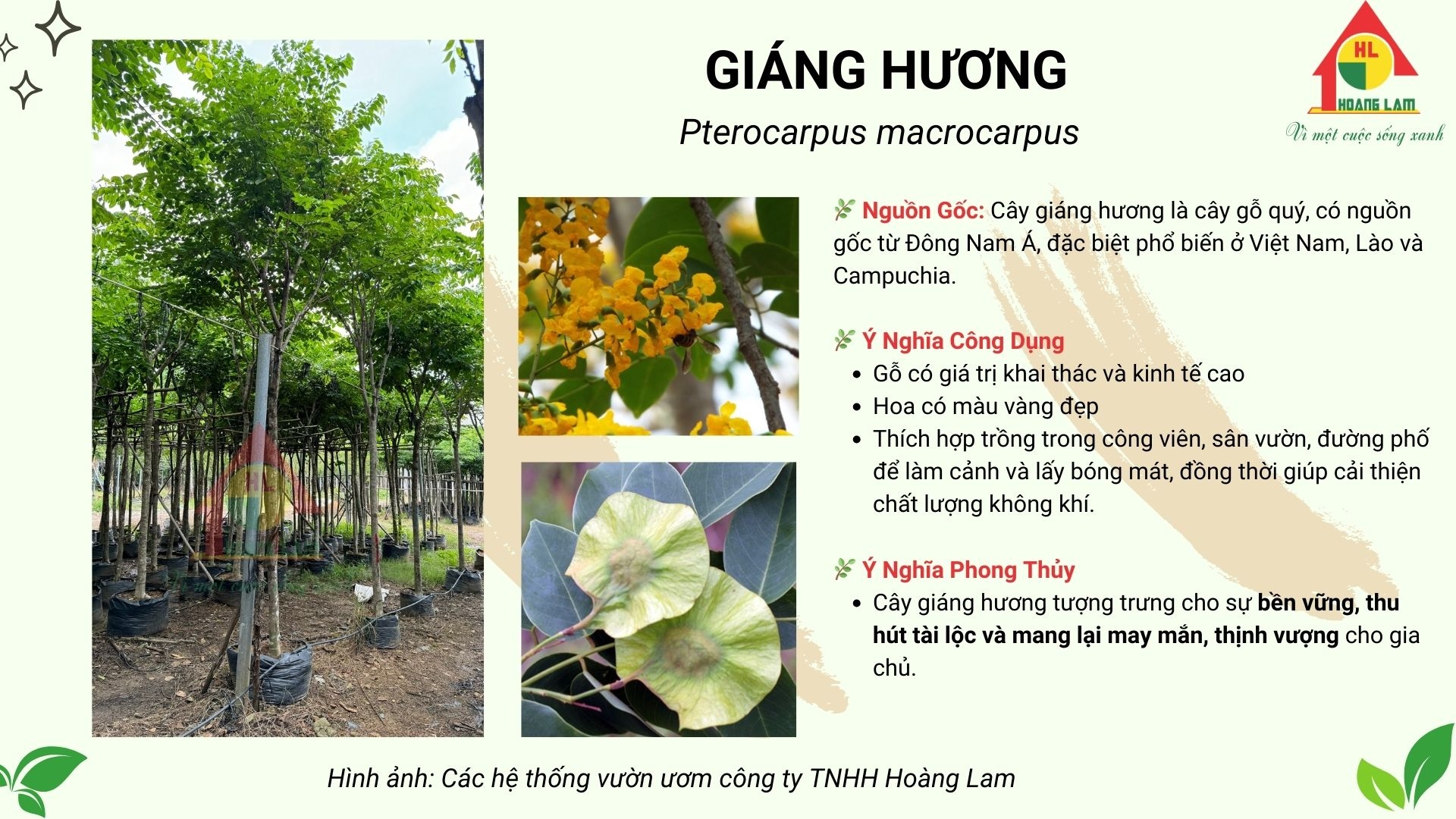 CÂY GIÁNG HƯƠNG